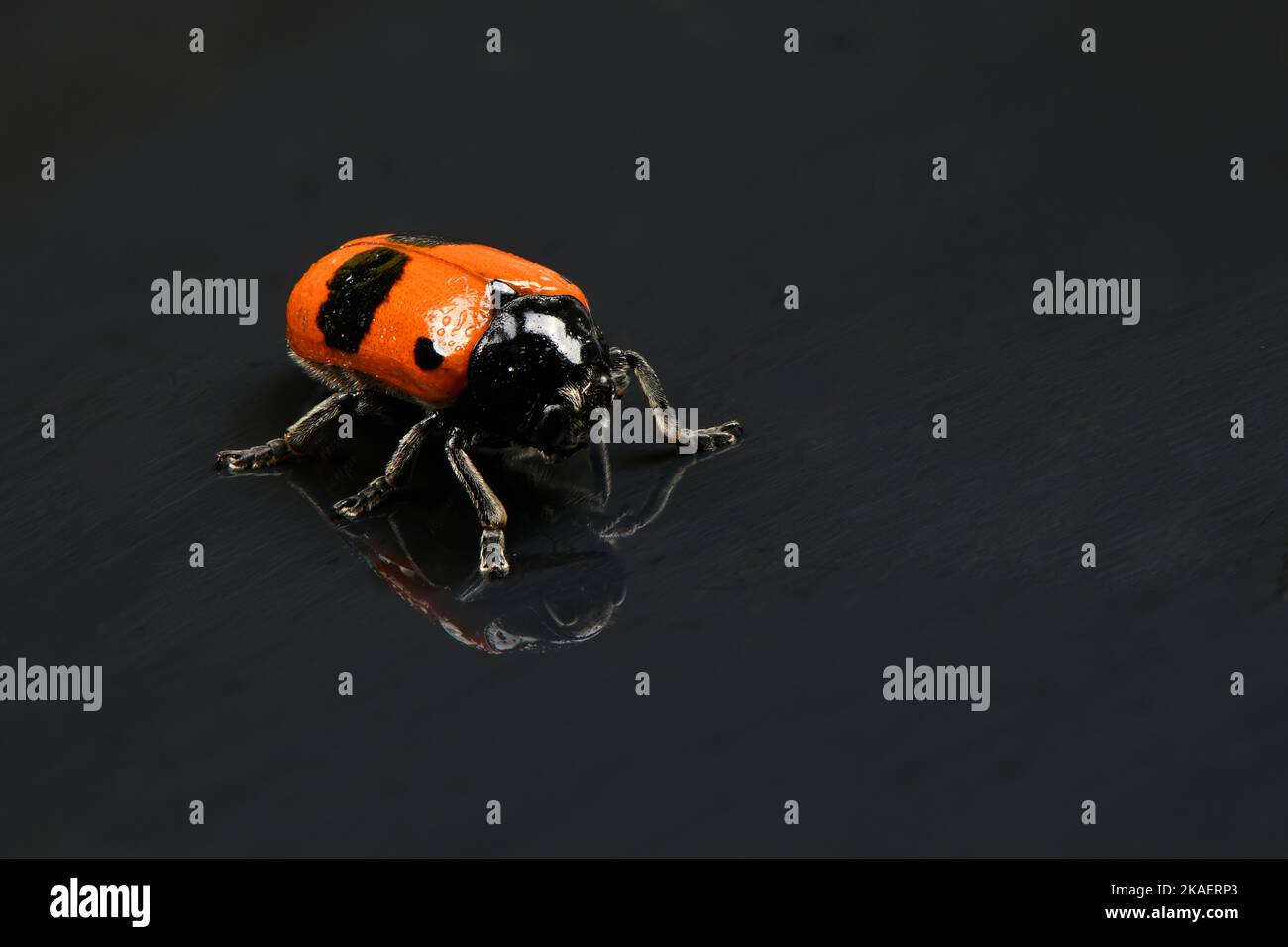 The Burying beetle (Nicrophorus vespilloides) on mirror background ...