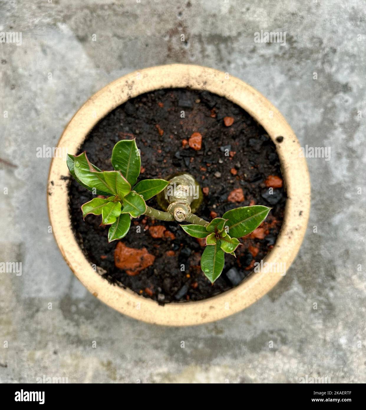 A top view of a flowering houseplant in a flower pot Stock Photo - Alamy