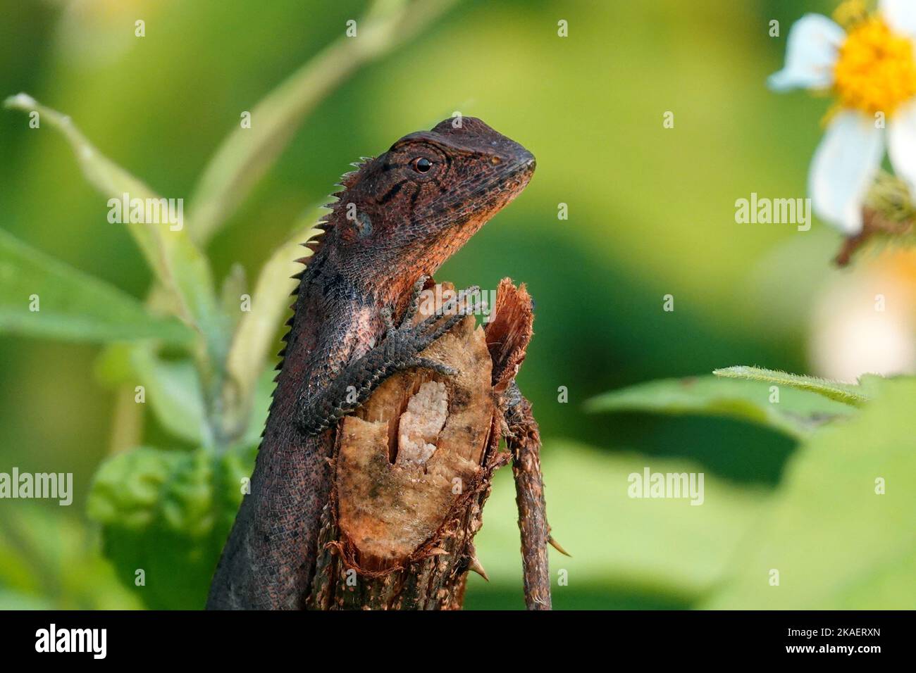 A closeup of an oriental garden lizard (Calotes versicolor) on a broken ...