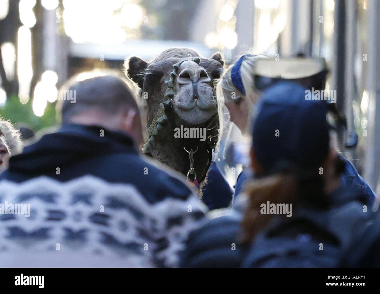 New York, United States. 02nd Nov, 2022. A camel is walked on 6th ...