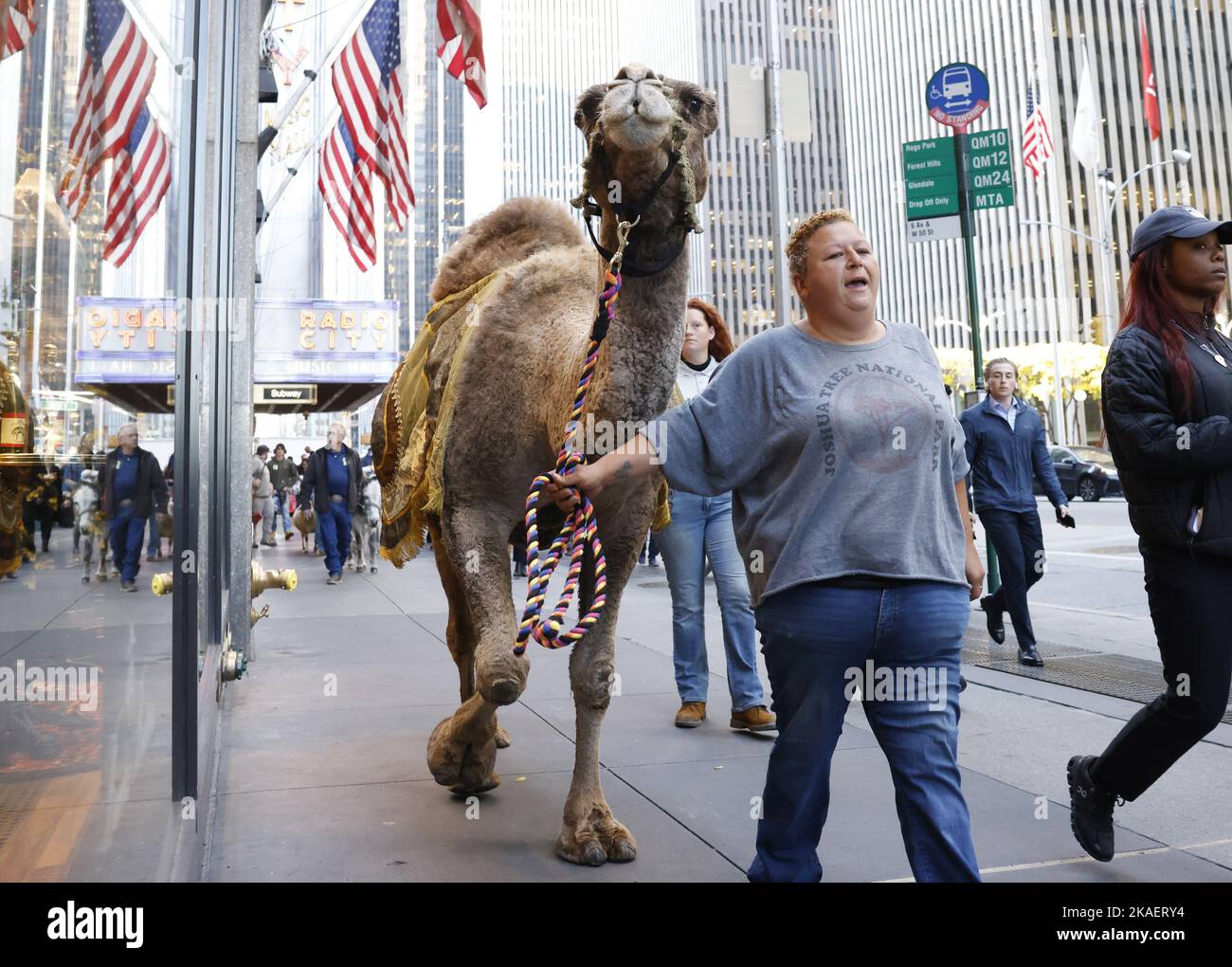 New York, United States. 02nd Nov, 2022. A camel is walked on 6th ...