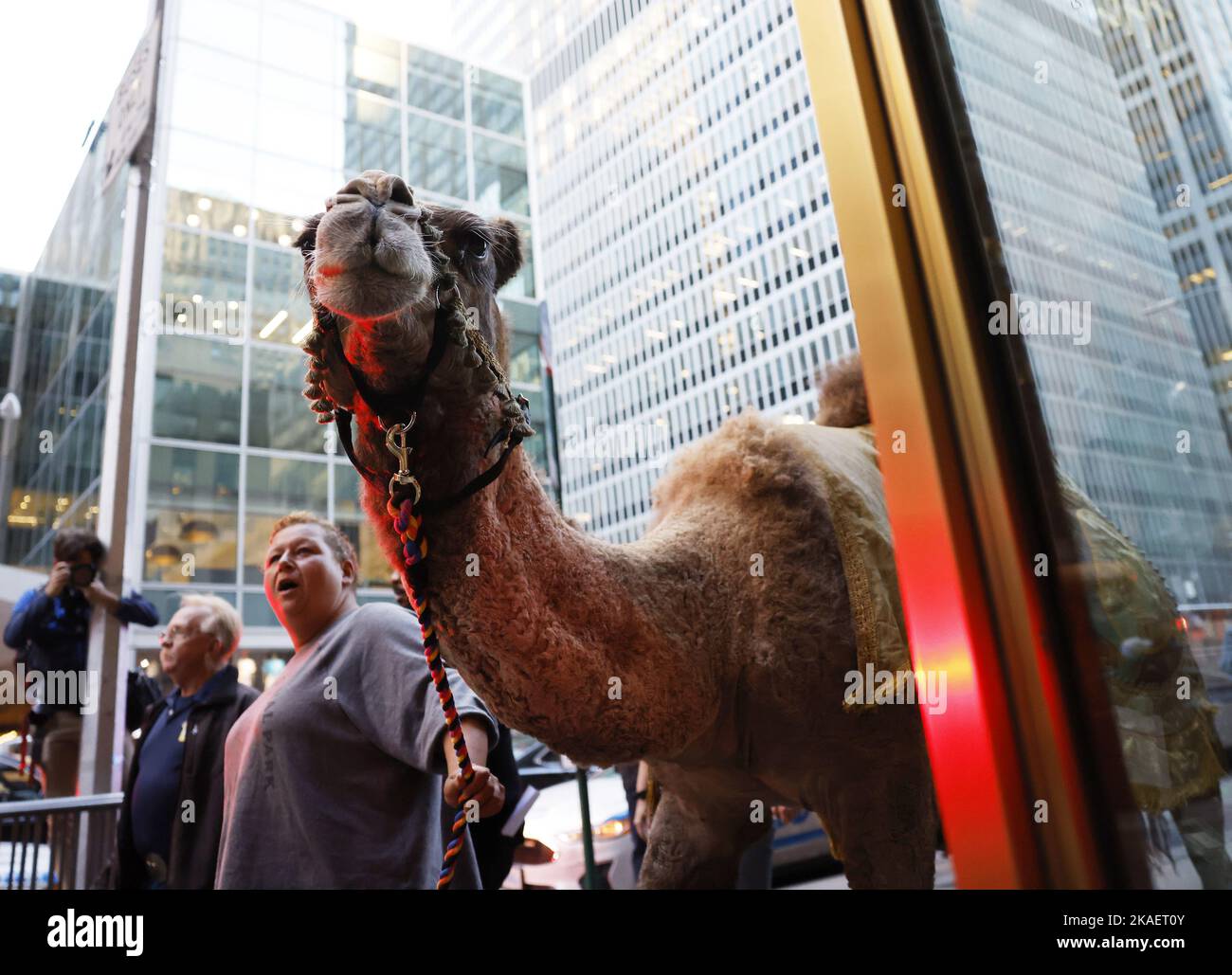 New York, United States. 02nd Nov, 2022. A camel is walked on 6th ...