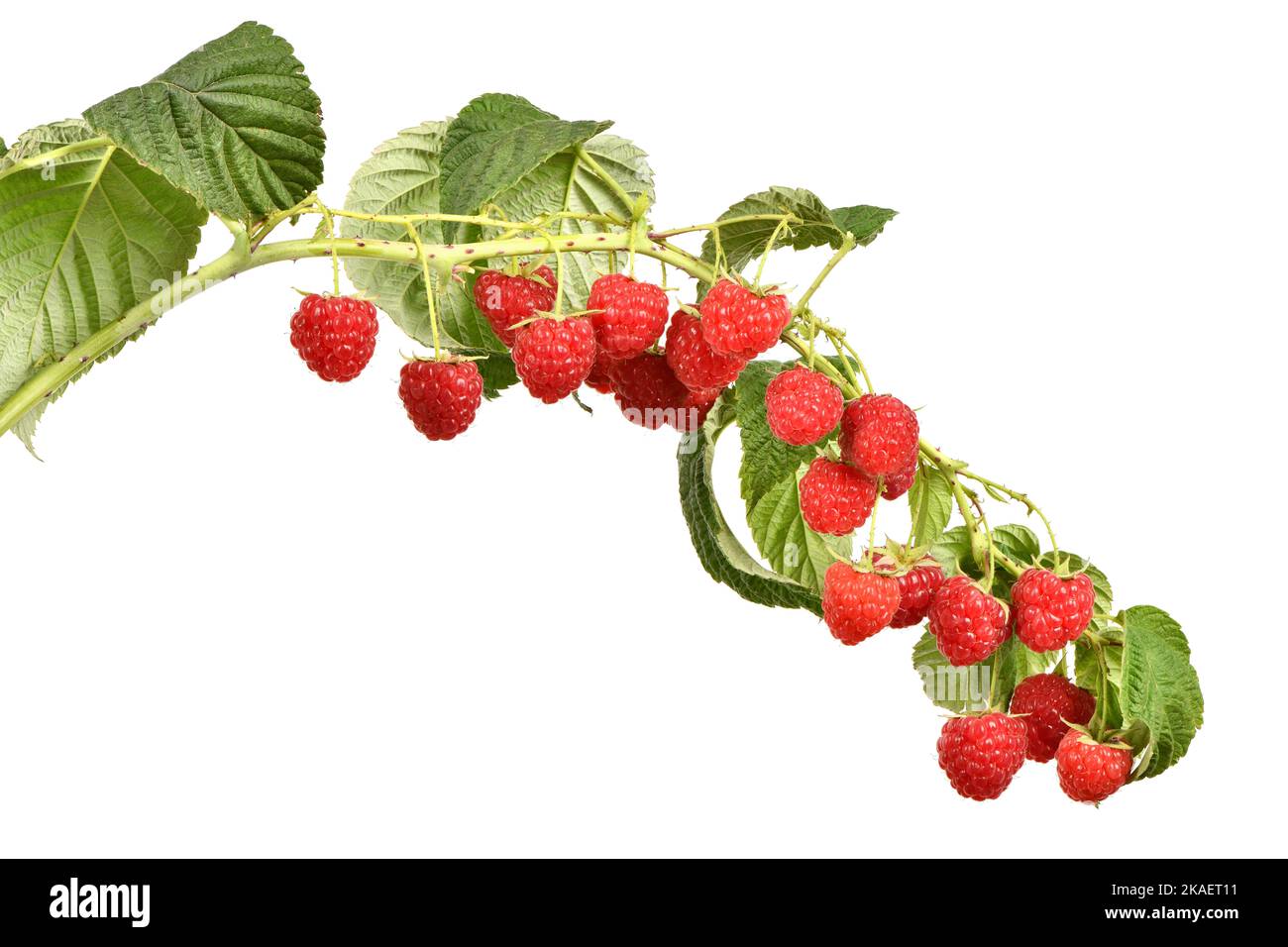 Raspberry twig with leaves isolated on white background. High ...