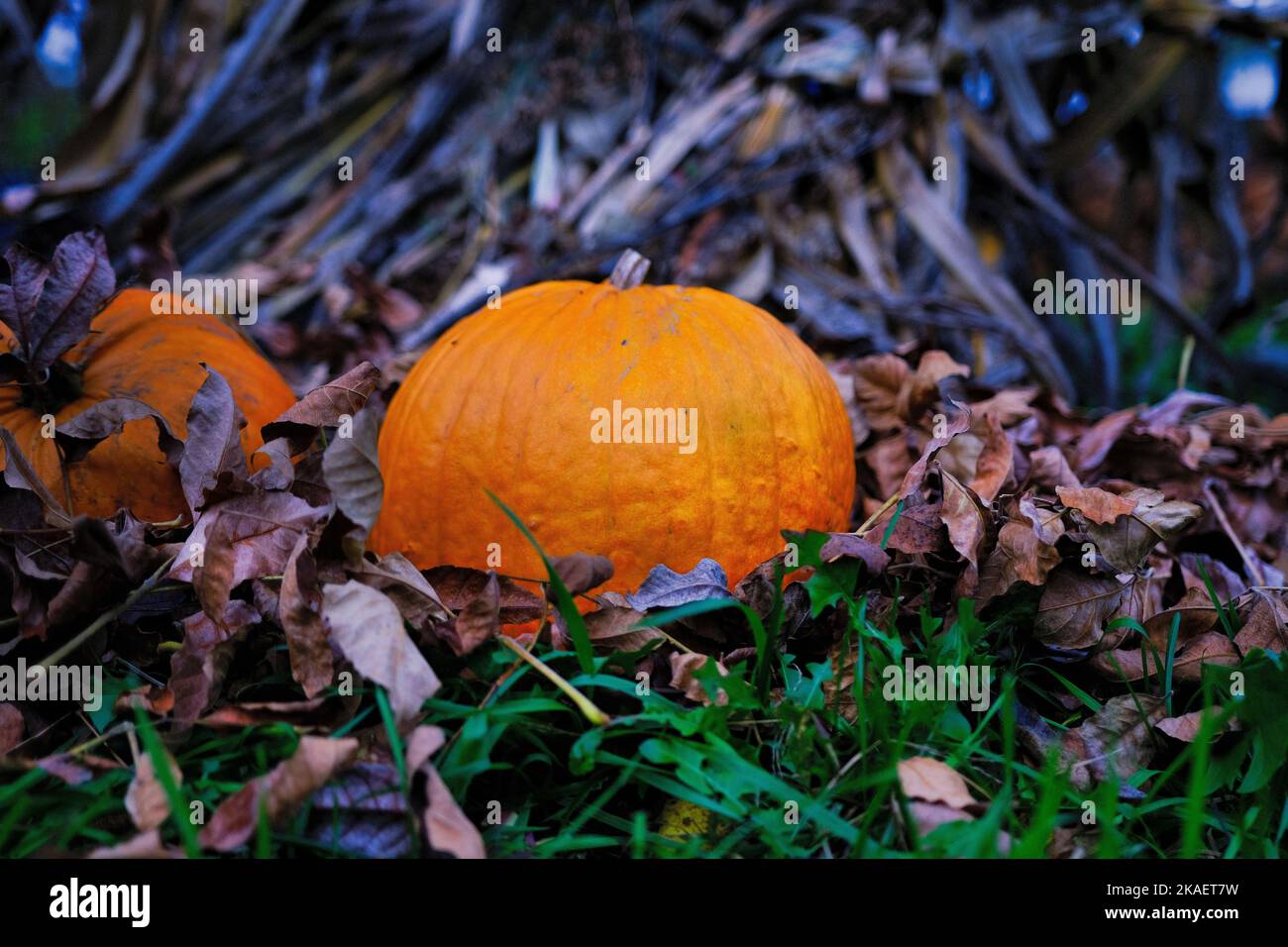 Medium size leaves hi-res stock photography and images - Alamy