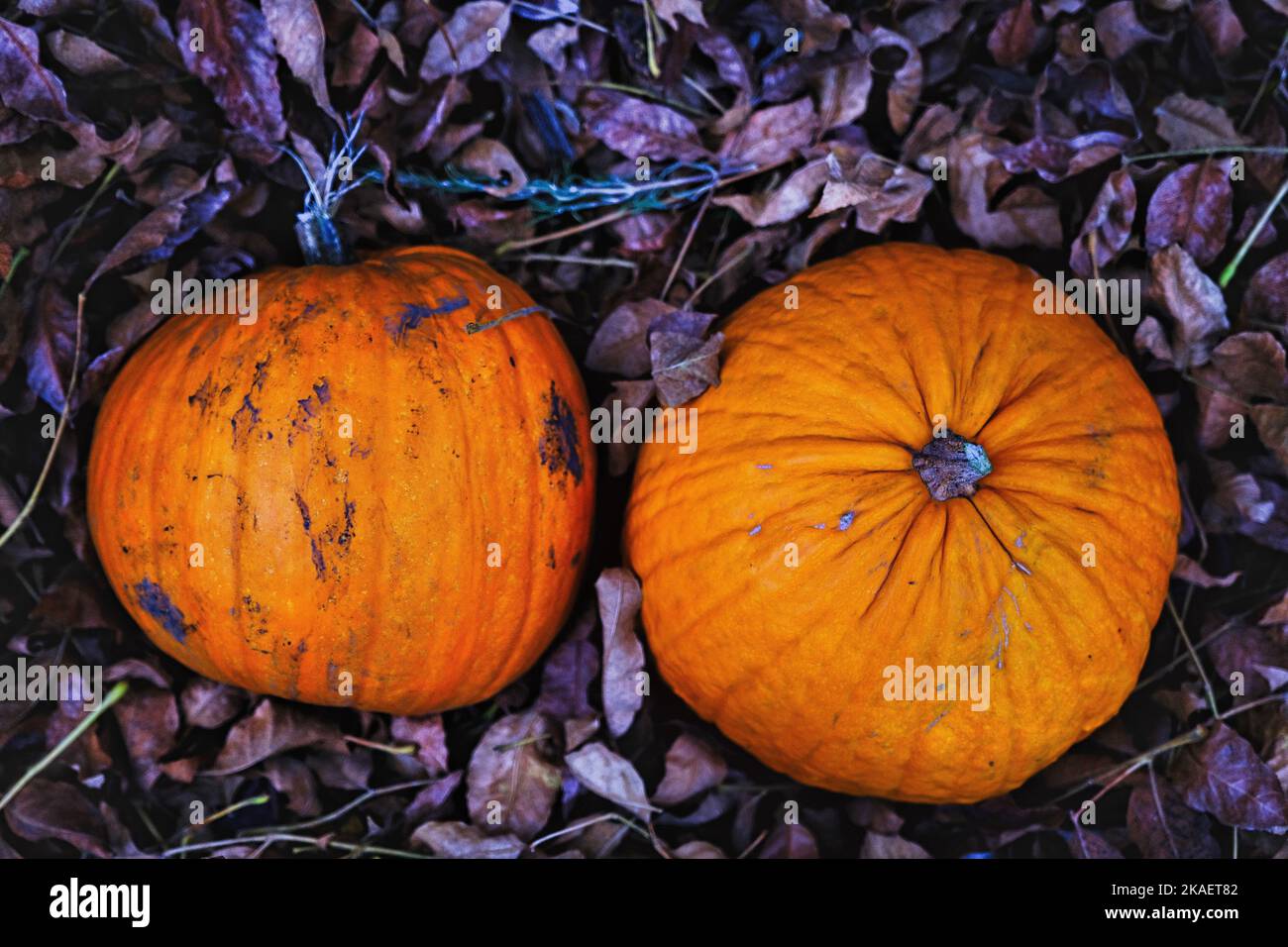 A top view of a medium size pumpkins on dried leaves in the garden ...