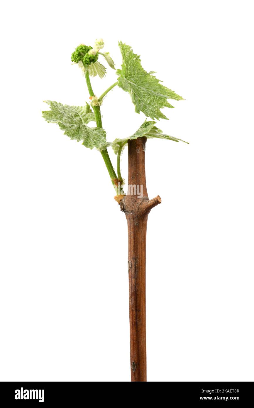 Young shoots of grapes on white. Side view. High resolution photo. Full ...