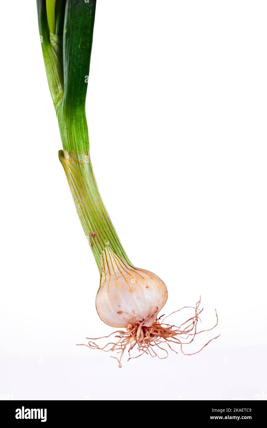 detail of a spring onion Stock Photo - Alamy