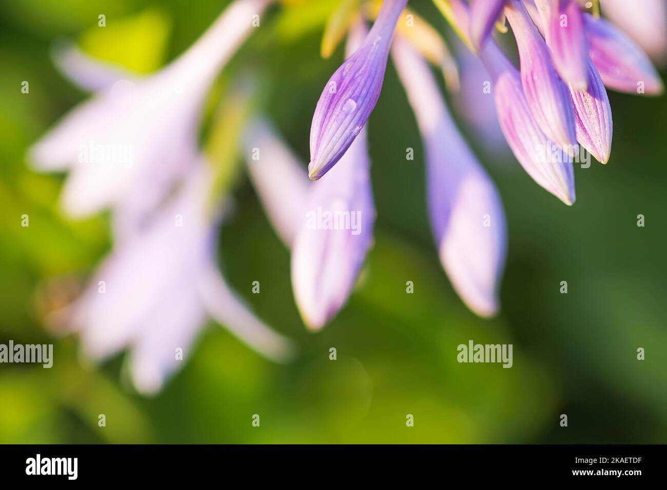 Blooming Hosta plant purple flowers in summer garden. Hosta Lancifolia ...