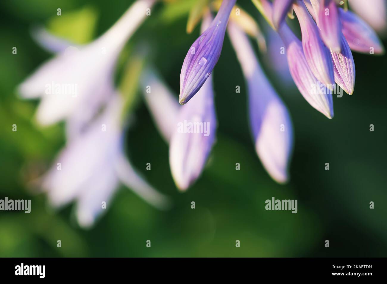 Blooming Hosta plant purple flowers in summer garden. Hosta Lancifolia ...