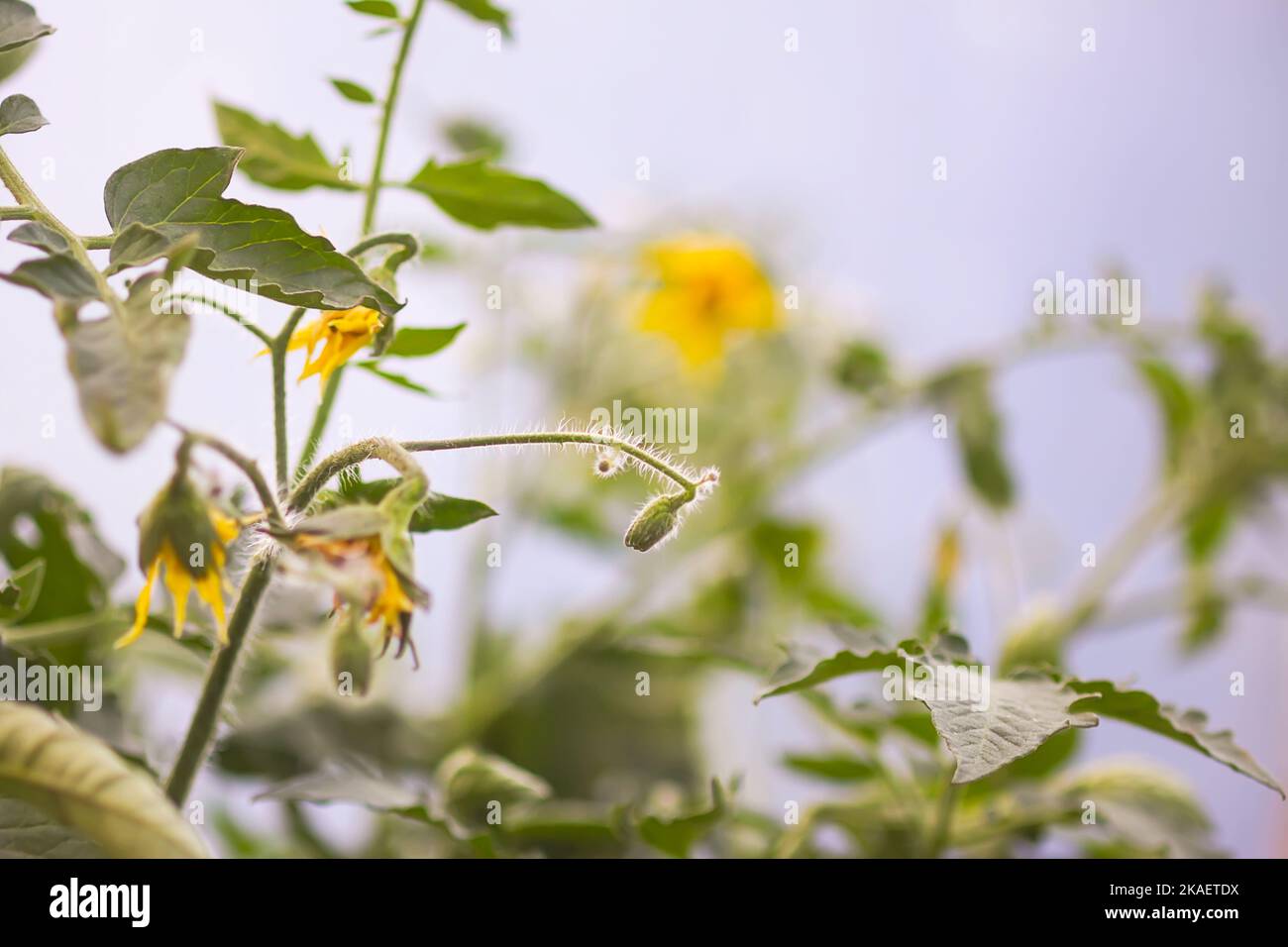 Flowering tomato seedlings growing in greenhouse at spring Stock Photo ...