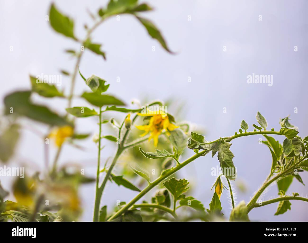 Flowering tomato seedlings growing in greenhouse at spring Stock Photo ...