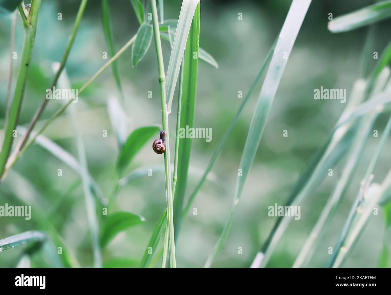 Ladybug in the park hi-res stock photography and images - Alamy