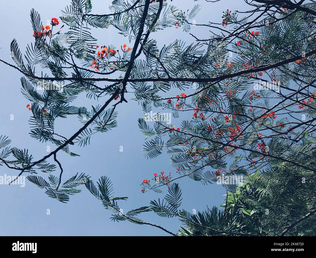 Vietnam spring time. In Hoi An, with good companies and beautiful ...