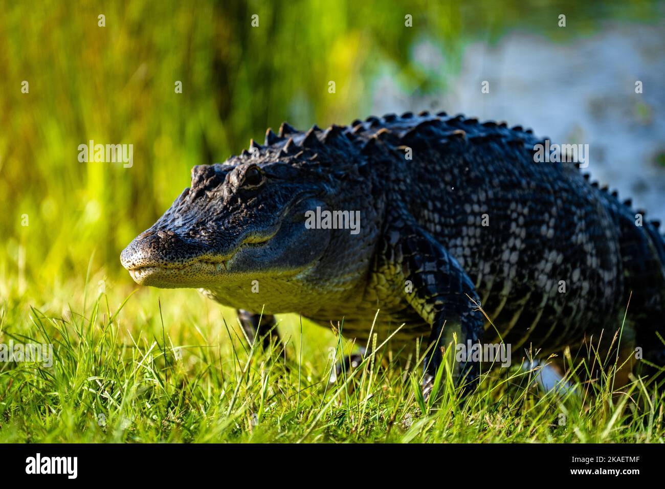 A closeup of a scary American alligator captured in a grassland Stock ...