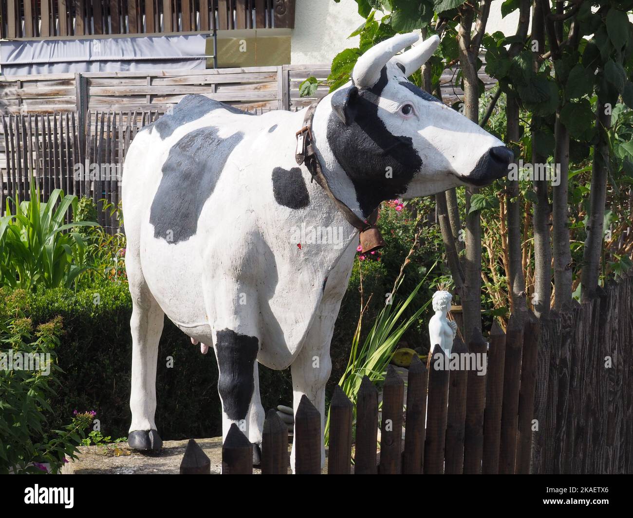 A life-size decorative cow with bell, looking over a wooden garden ...