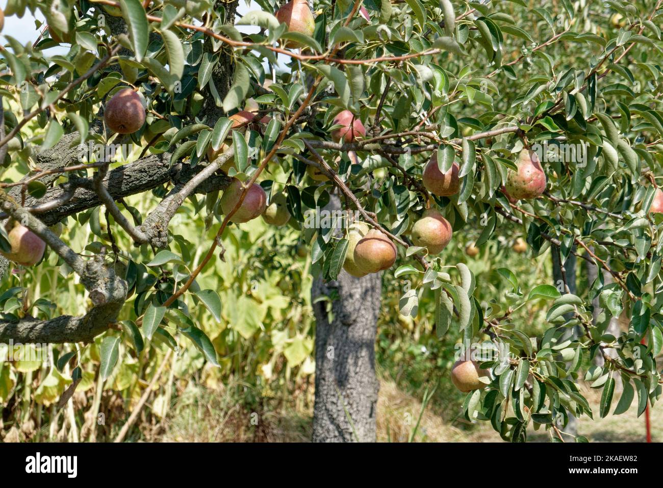 Summertime tree in lush hi-res stock photography and images - Alamy