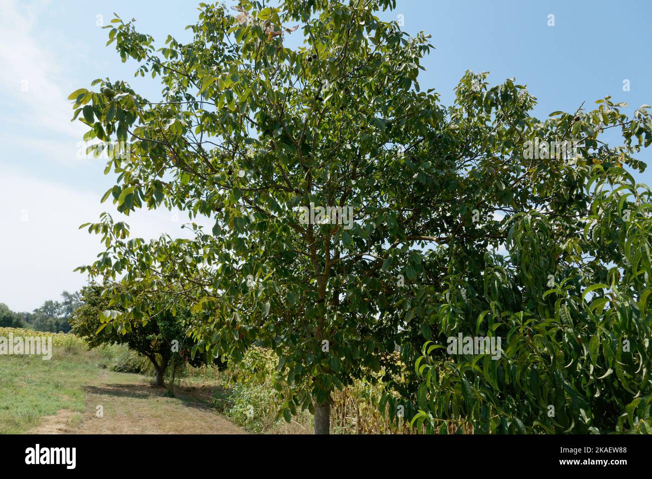 Walnut orchard harvest hi-res stock photography and images - Alamy