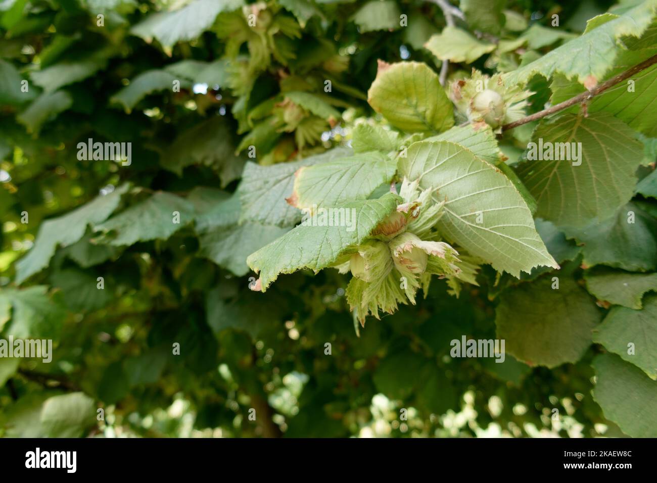 Fresh green hazelnuts on the tree ( Corylus avellana ) . Tuscany, Italy ...