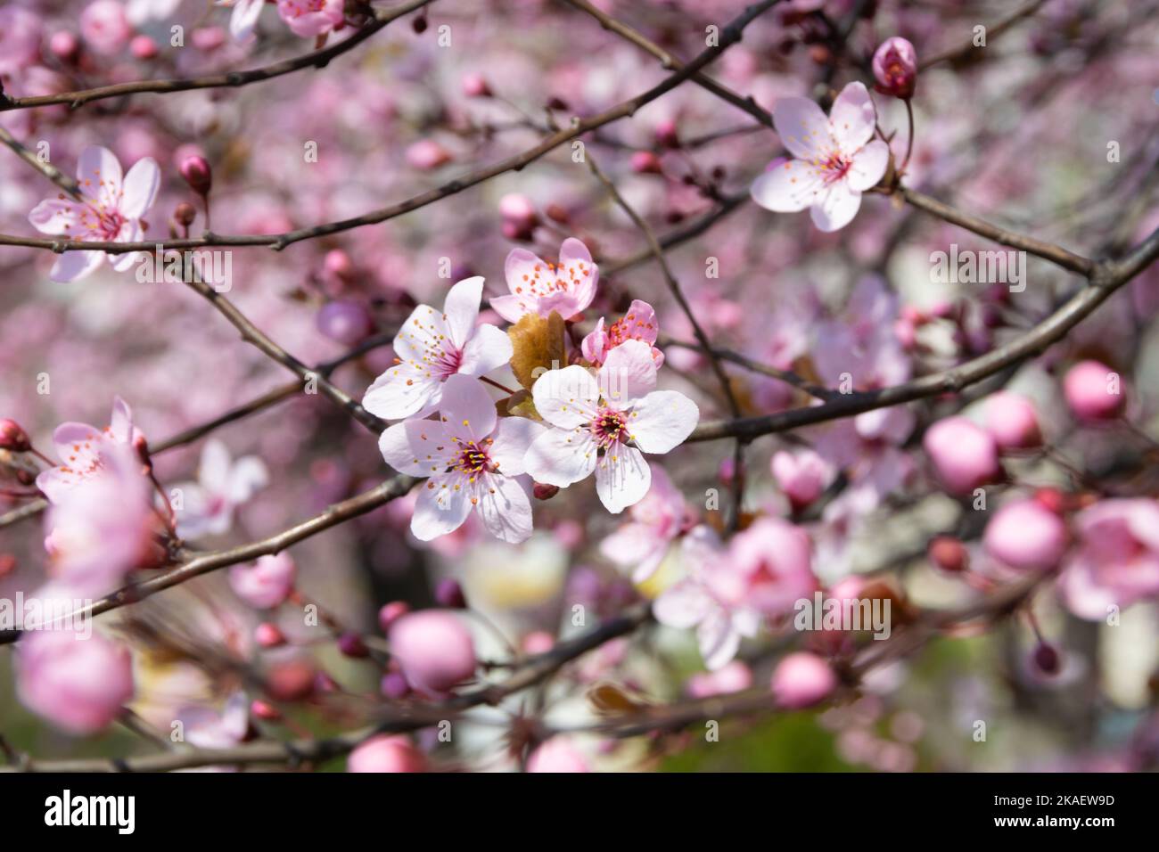 Flowering wild plum - latin: prunus cerasifera Stock Photo - Alamy