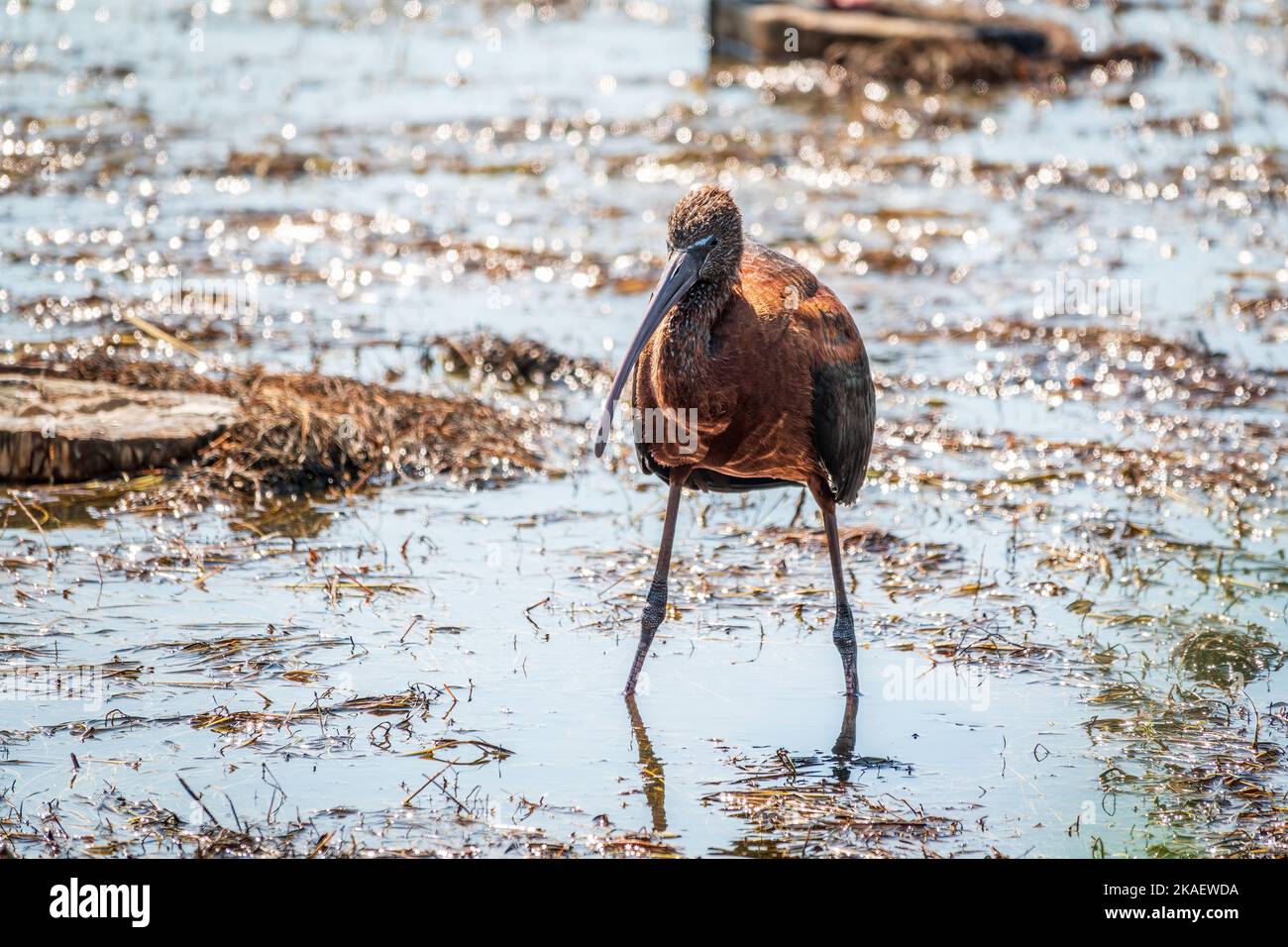 The glossy ibis, latin name Plegadis falcinellus, searching for food in ...