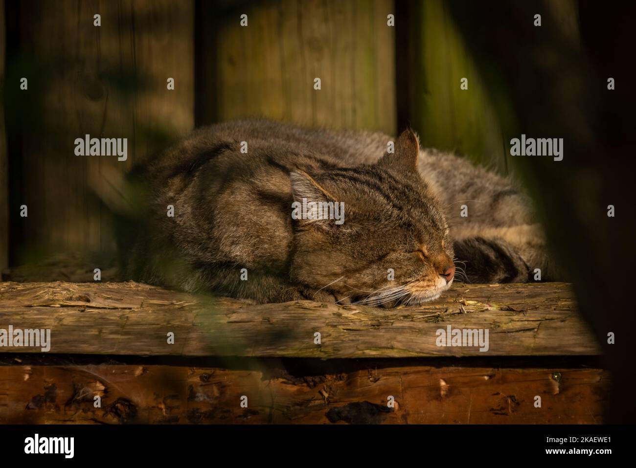 Sparrow in blooms hi-res stock photography and images - Alamy