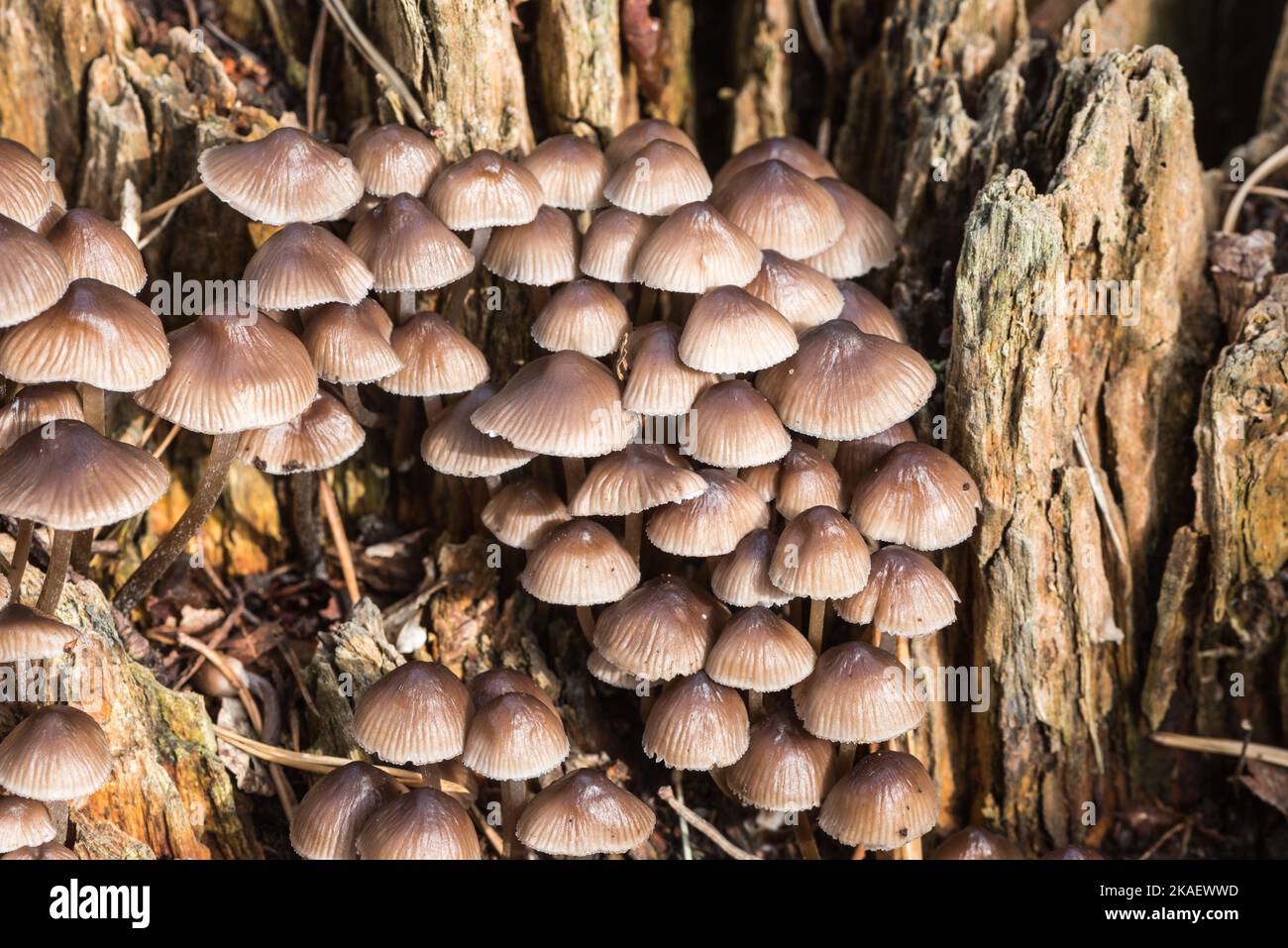 Clustered bonnet mycena inclinata hi-res stock photography and images ...