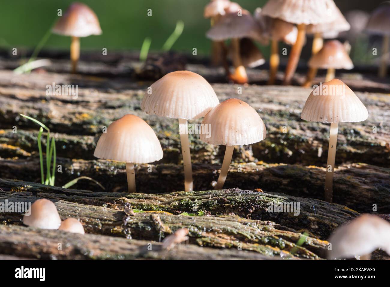 Fungi on a tree trunk - Clustered Bonnet (Mycena inclinata Stock Photo ...