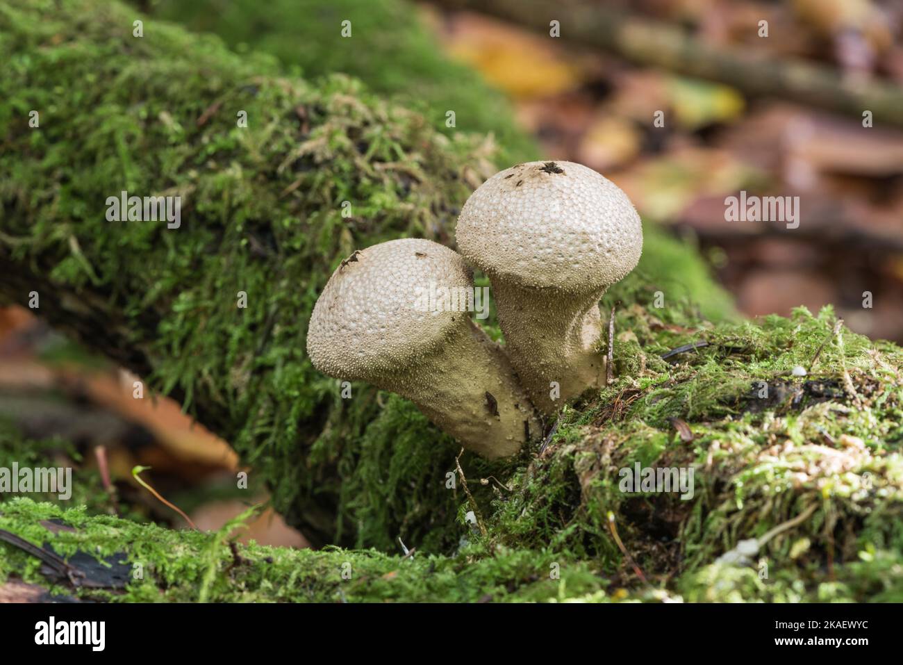 Fungus - Pestle Puffball (Lycoperdon excipuliforme Stock Photo - Alamy
