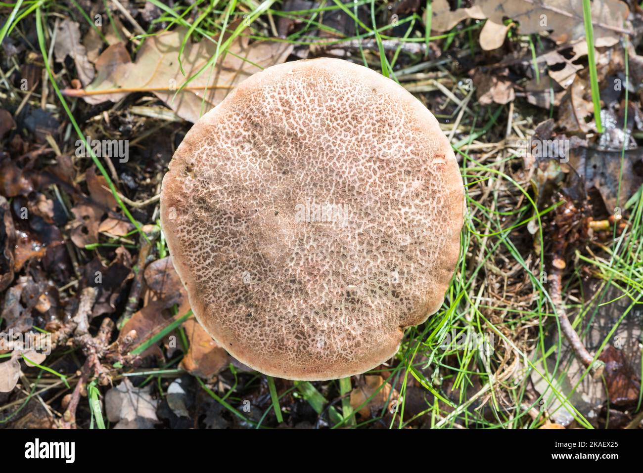 Fungus - Red Cracking Bolete (Xerocomellus chrysenteron Stock Photo - Alamy