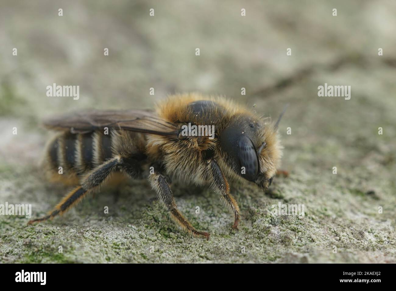 Detailed closeup of a female of the rare blue eyed leafcutter bee ...