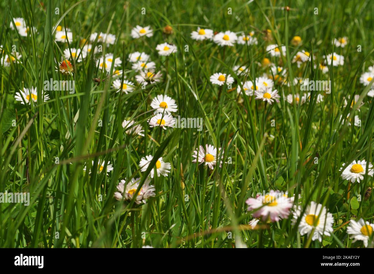 Sony w camera hi-res stock photography and images - Alamy