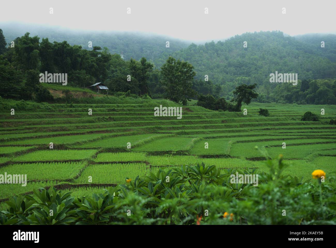 A view of the green field and forest Stock Photo - Alamy
