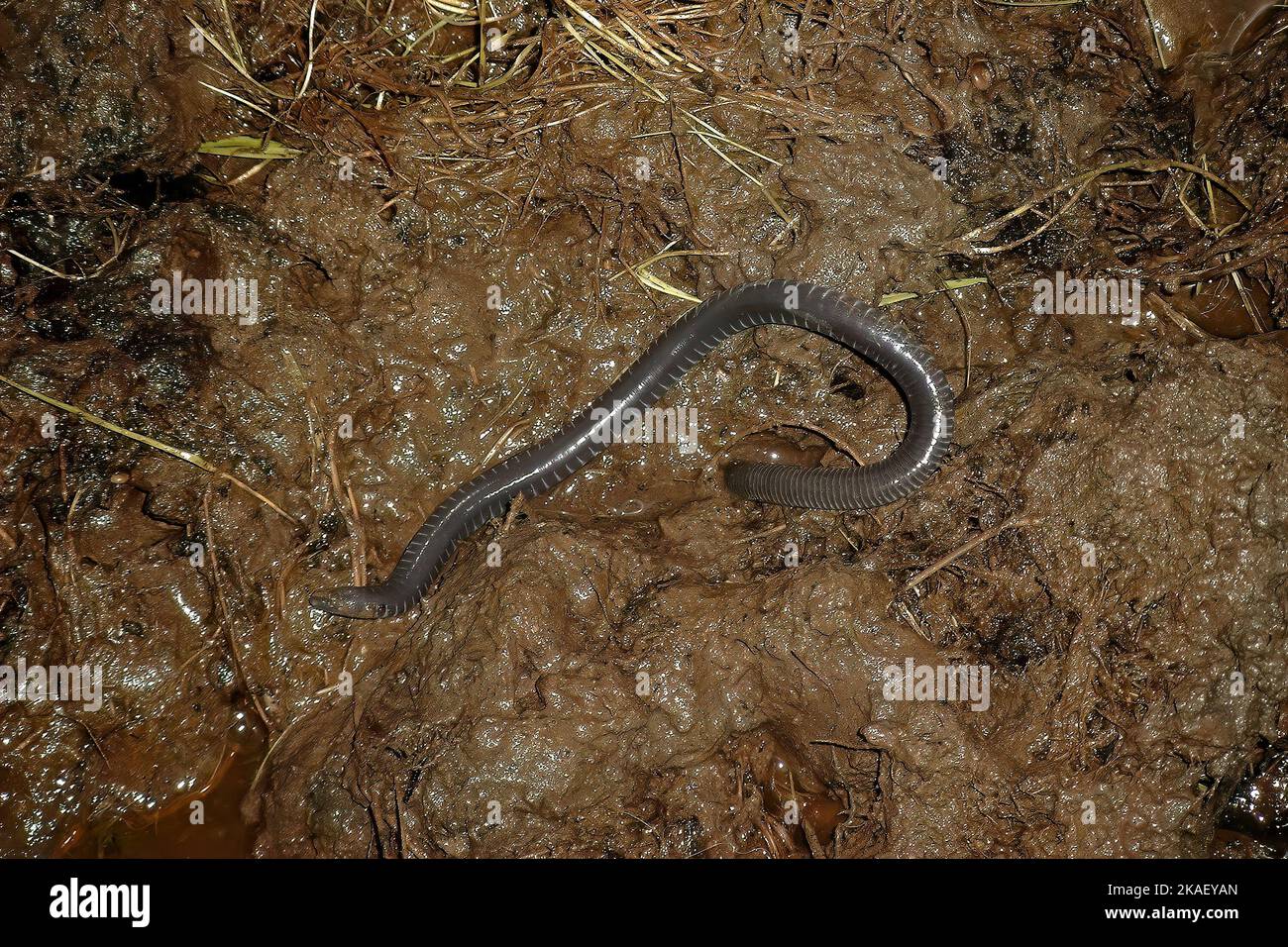 Closeup on a rarely photograhped African Amphibian Caecilian ...