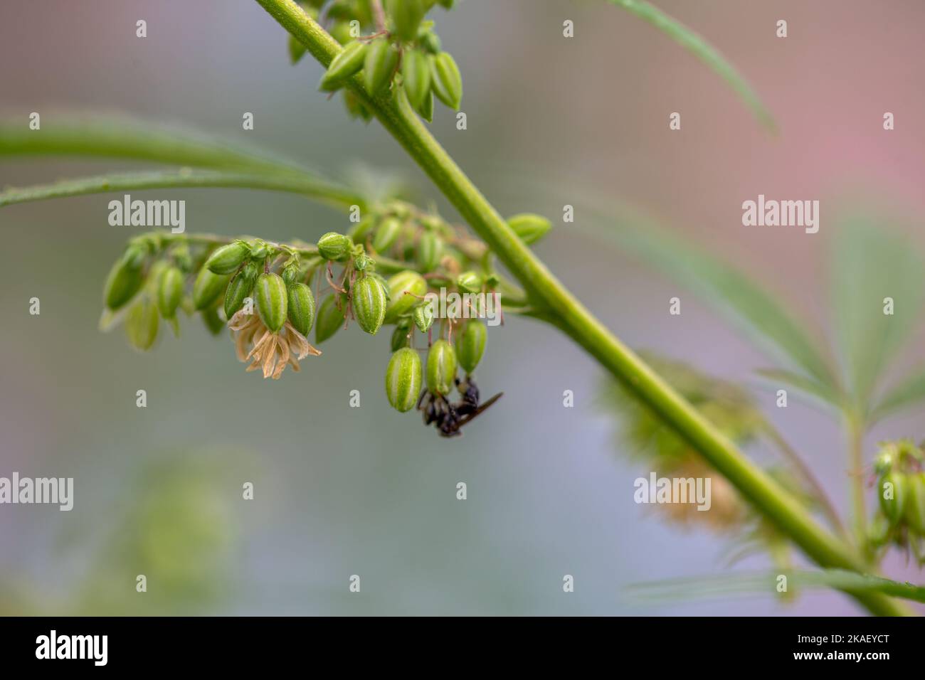 The male hemp flowers are in full bloom and are released to the female ...