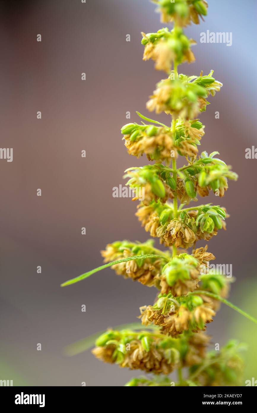 The male hemp flowers are in full bloom and are released to the female ...