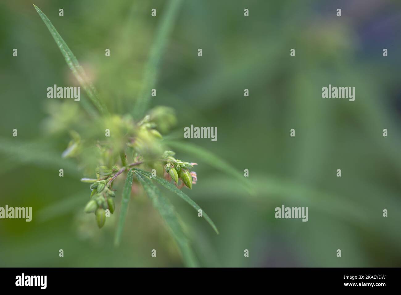 The male hemp flowers are in full bloom and are released to the female ...