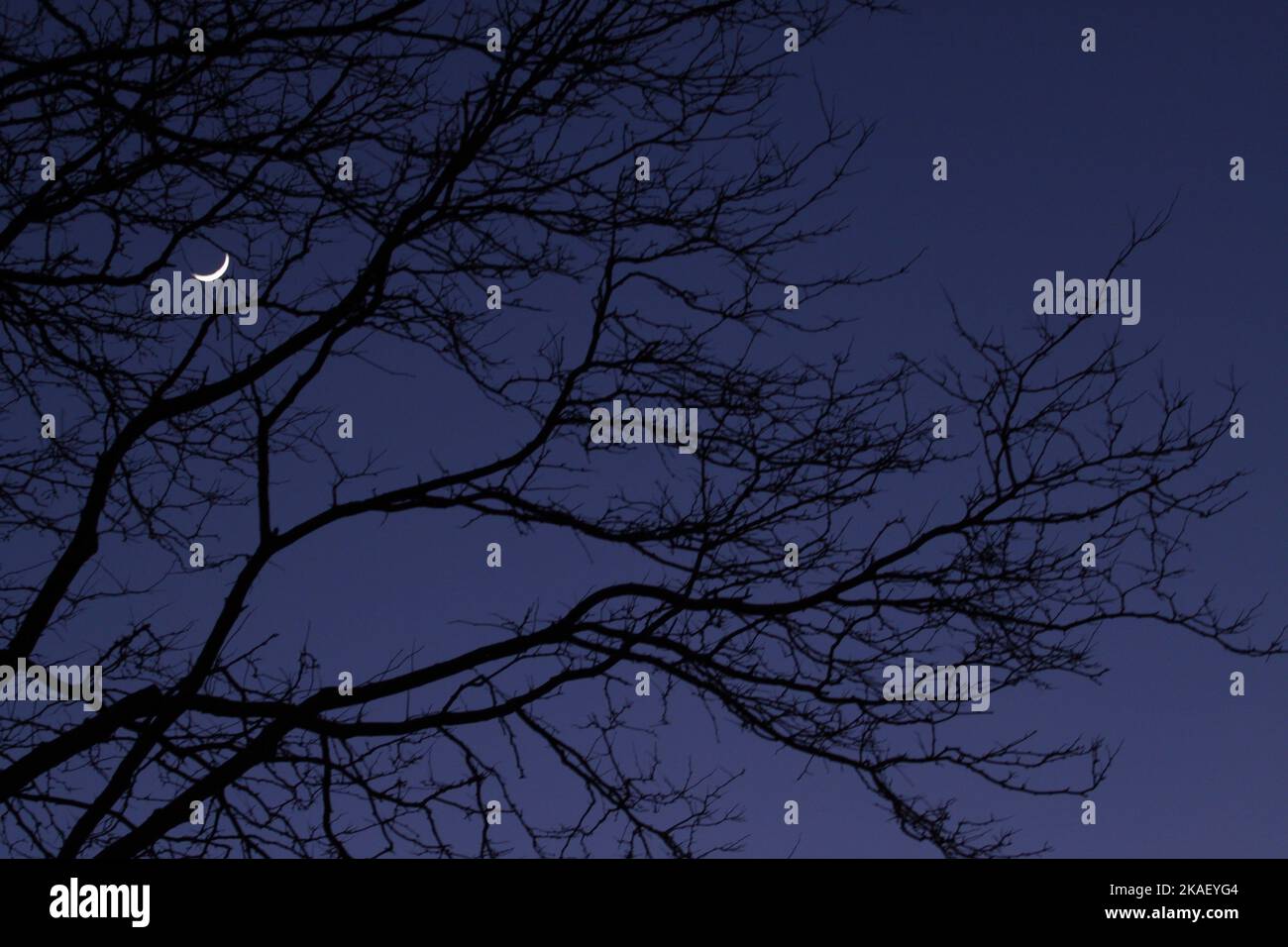 A dry tree branches on a background of sky at night Stock Photo - Alamy