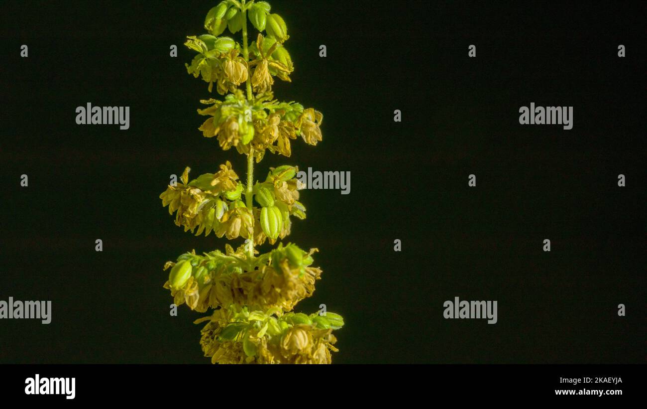 The male hemp flowers are in full bloom and are released to the female ...