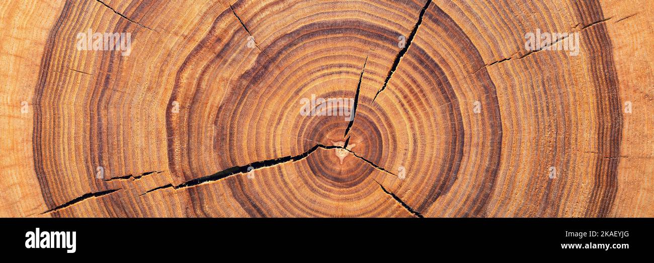 rustic table with a pattern of annual rings. wood texture cut stump ...
