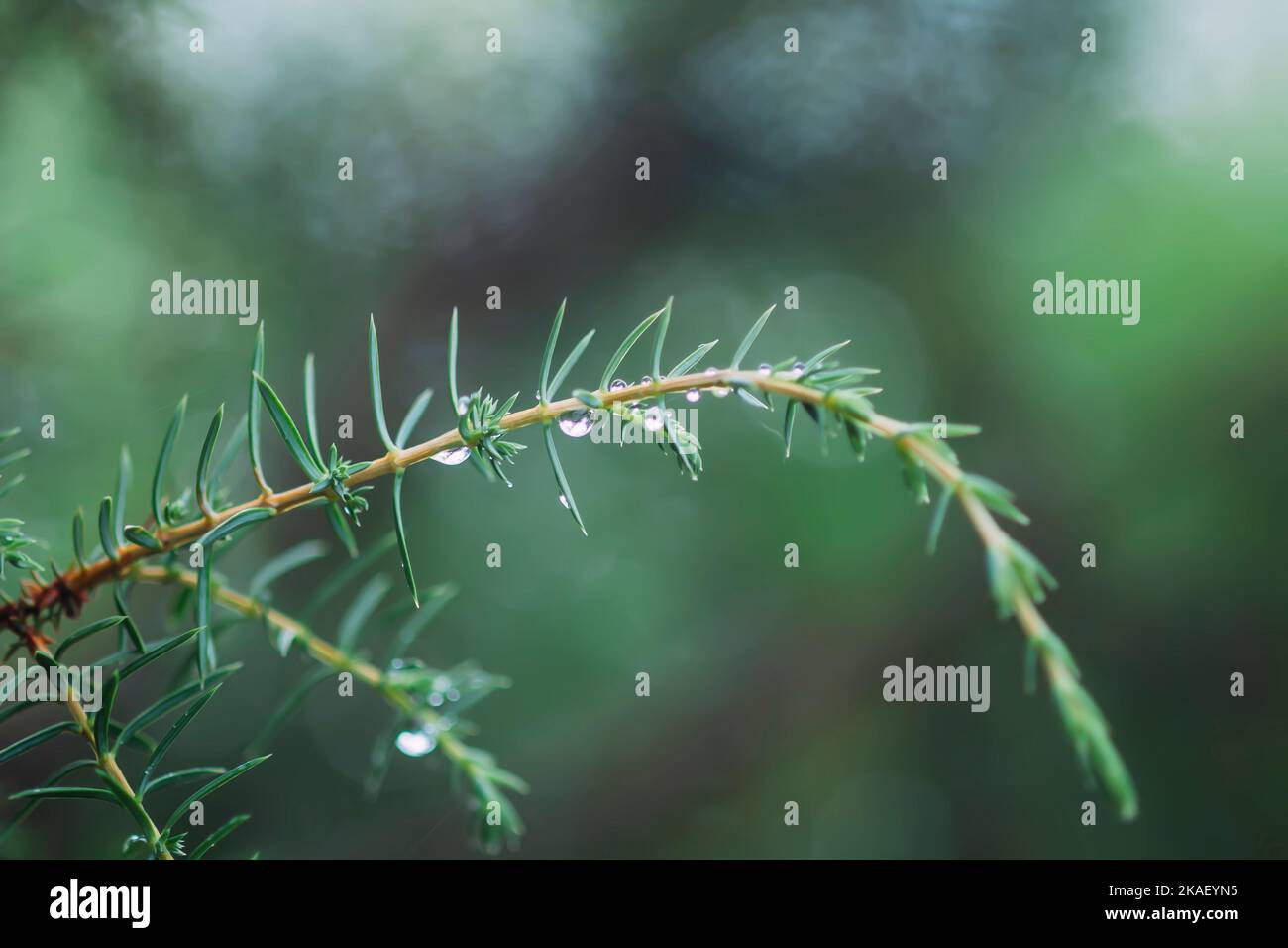 Wet branches of the spruce tree after the rain. Nature background Stock ...