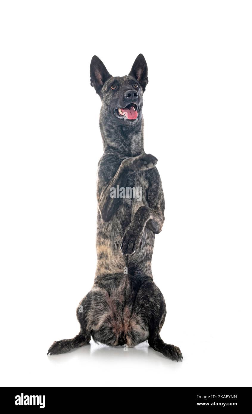 Dutch Shepherd in front of white background Stock Photo - Alamy