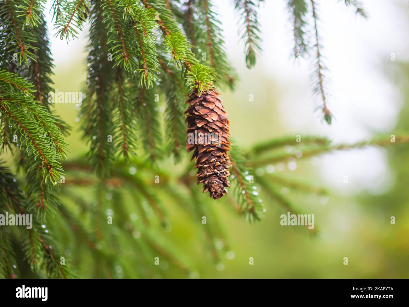 Wet branches of the spruce tree after the rain. Nature background Stock ...