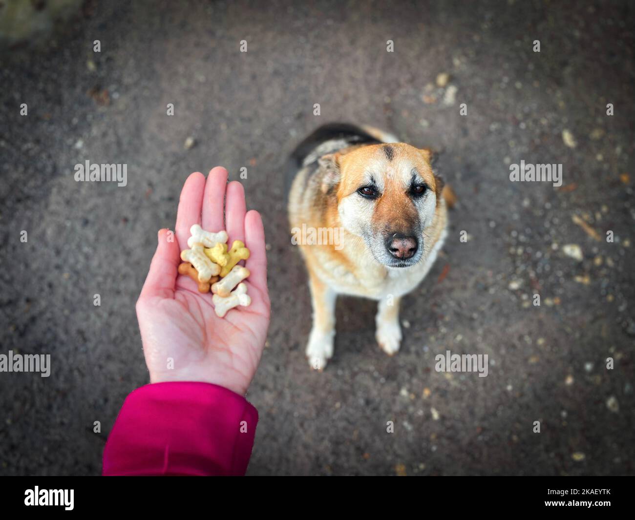Homeless person and dog hi-res stock photography and images - Alamy