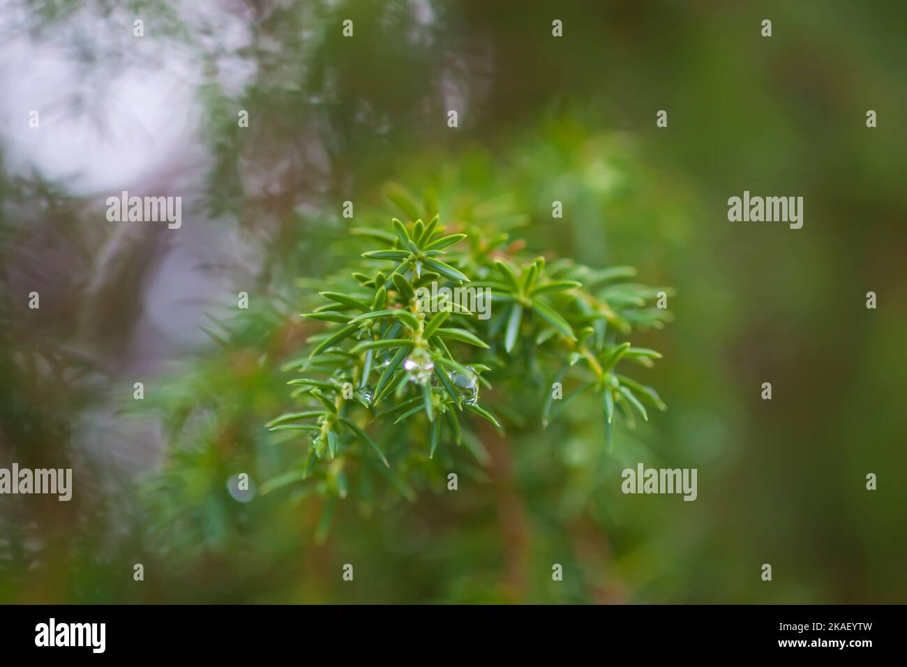 Wet branches of the spruce tree after the rain. Nature background Stock ...