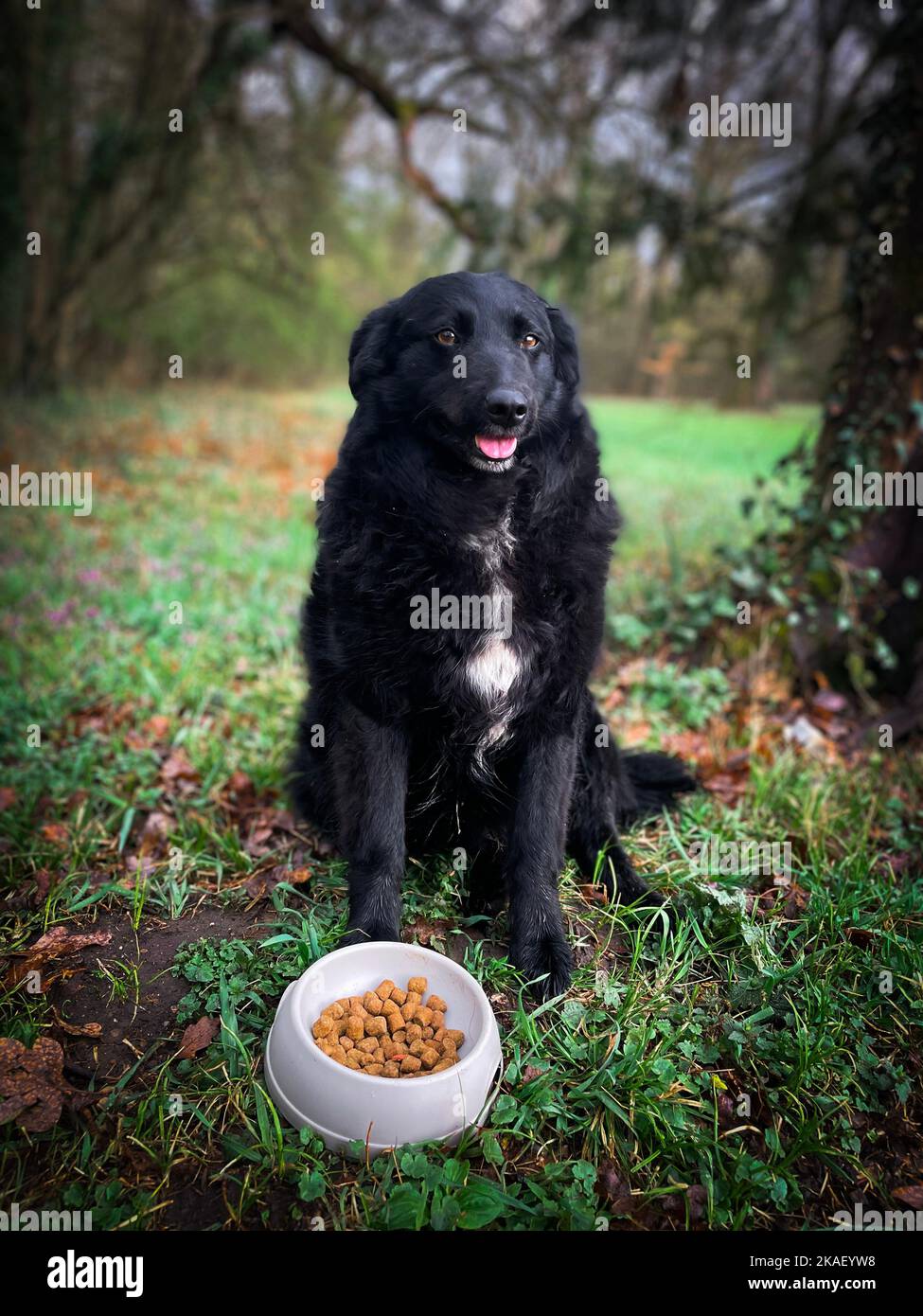 A vertical shot of a black dog sitting in front of a food bowl in the ...