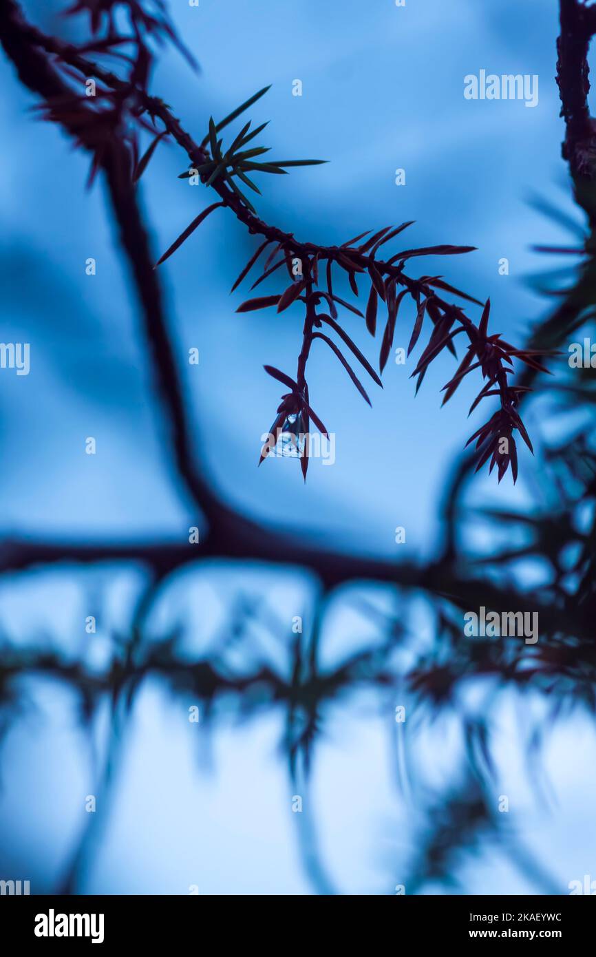 Wet branches of the spruce tree after the rain. Nature background Stock ...