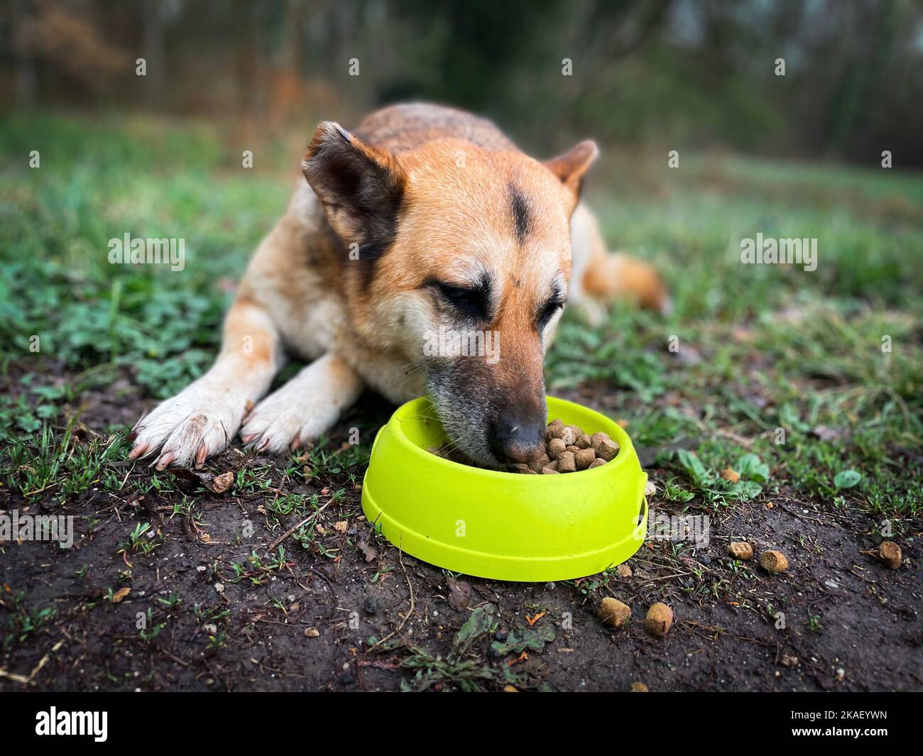 Dog eating from a bowl hi-res stock photography and images - Alamy