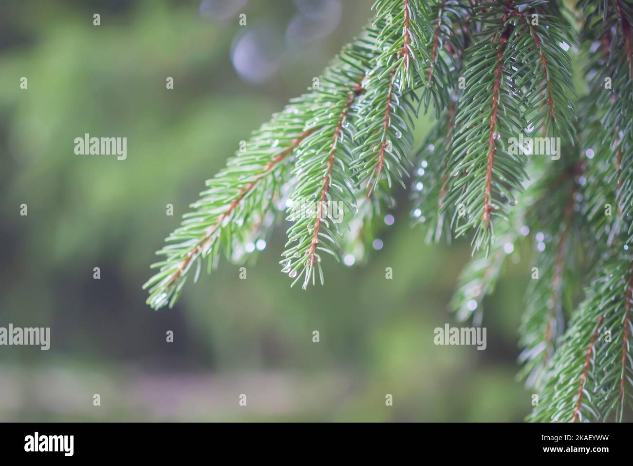 Wet branches of the spruce tree after the rain. Nature background Stock ...
