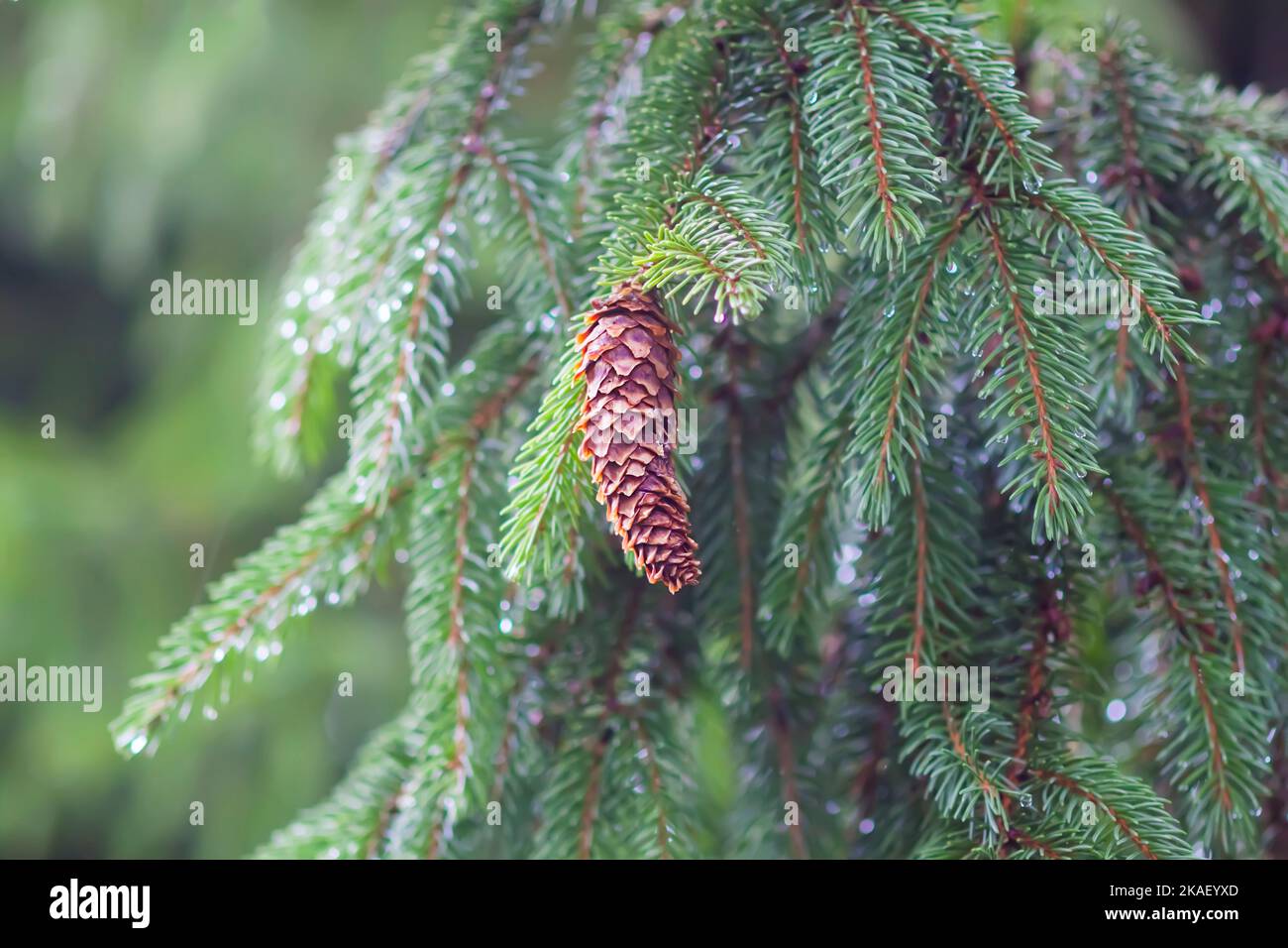 Wet branches of the spruce tree after the rain. Nature background Stock ...