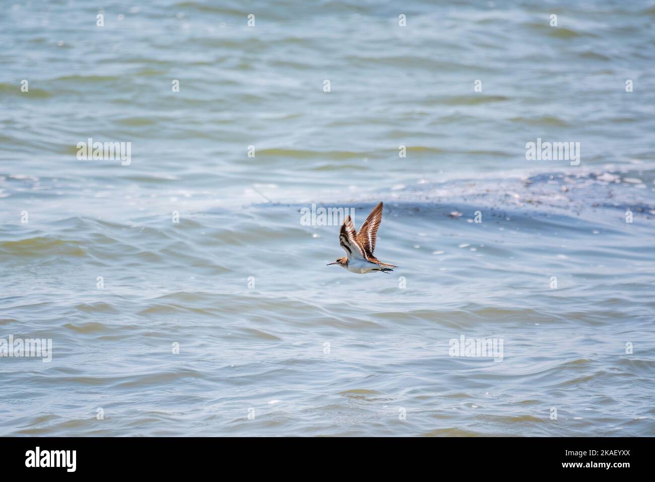 Common sandpiper, Actitis hypoleucos, flying over lake water. The ...